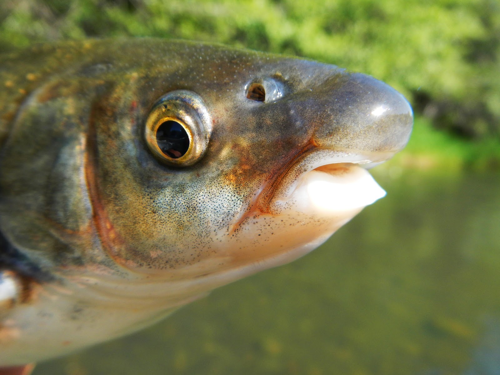 Bryanlikestofish: A Day at the Office