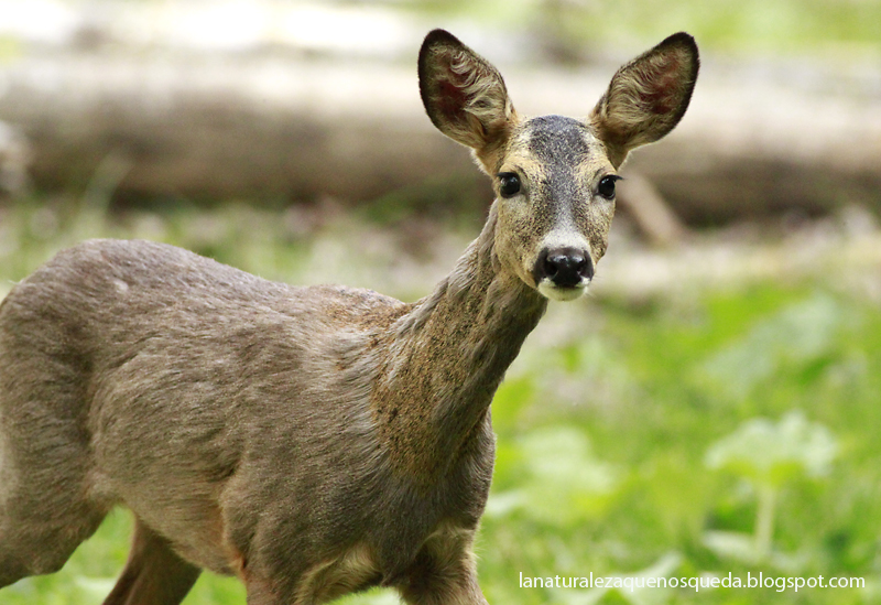 La Naturaleza que nos queda: Con una corza en el mismo sendero.