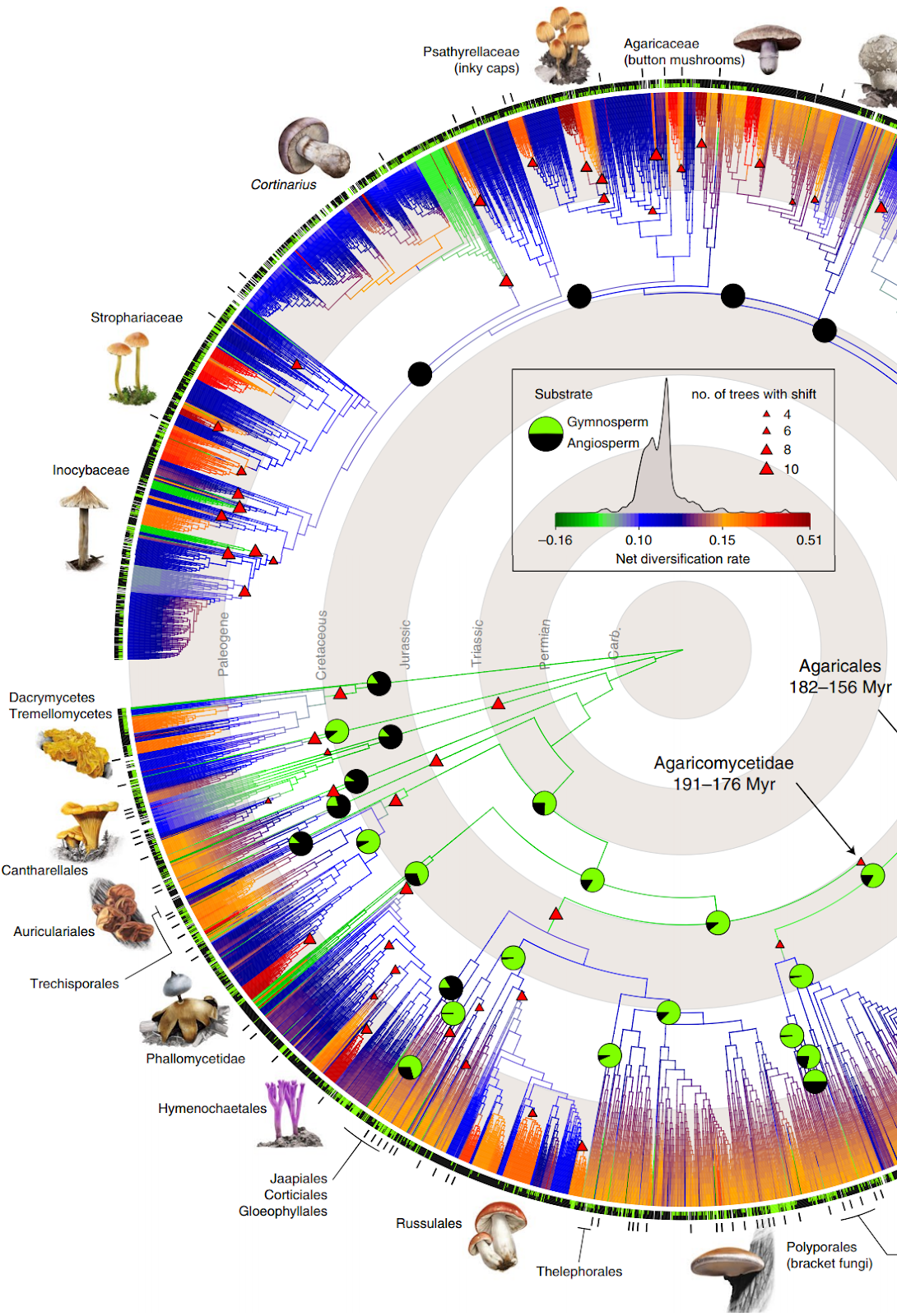Species New to Science: [Fungi • 2019] Megaphylogeny Resolves Global ...