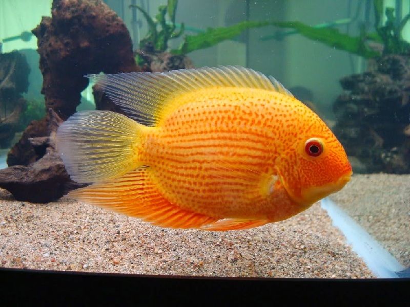 Budidaya Ikan Severum (Banded Chidhlid) - cara ternak ikan