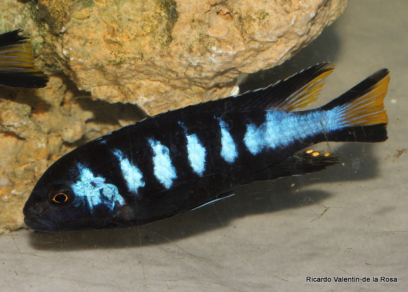 Ricardo's Blog, : Metriaclima sp. "elongatus chewere", un ciclido africano