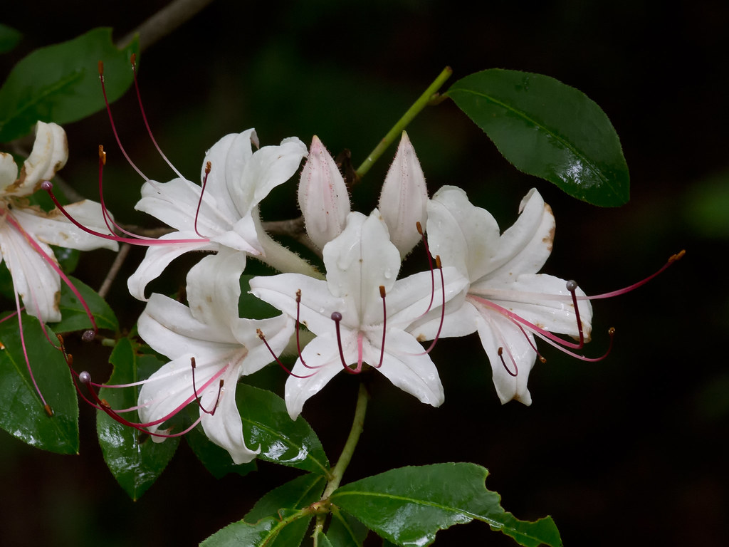 Rhododendron arborescens - Sweet Azalea care and culture | Travaldo's blog