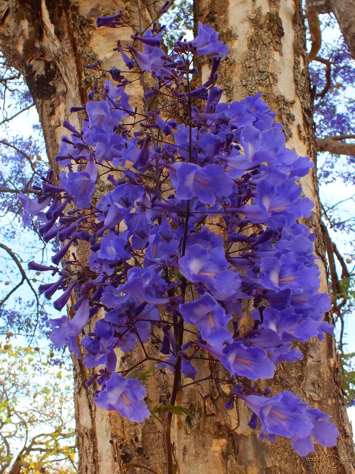 Conheça o Jacarandá de Minas ~ Conheça Minas