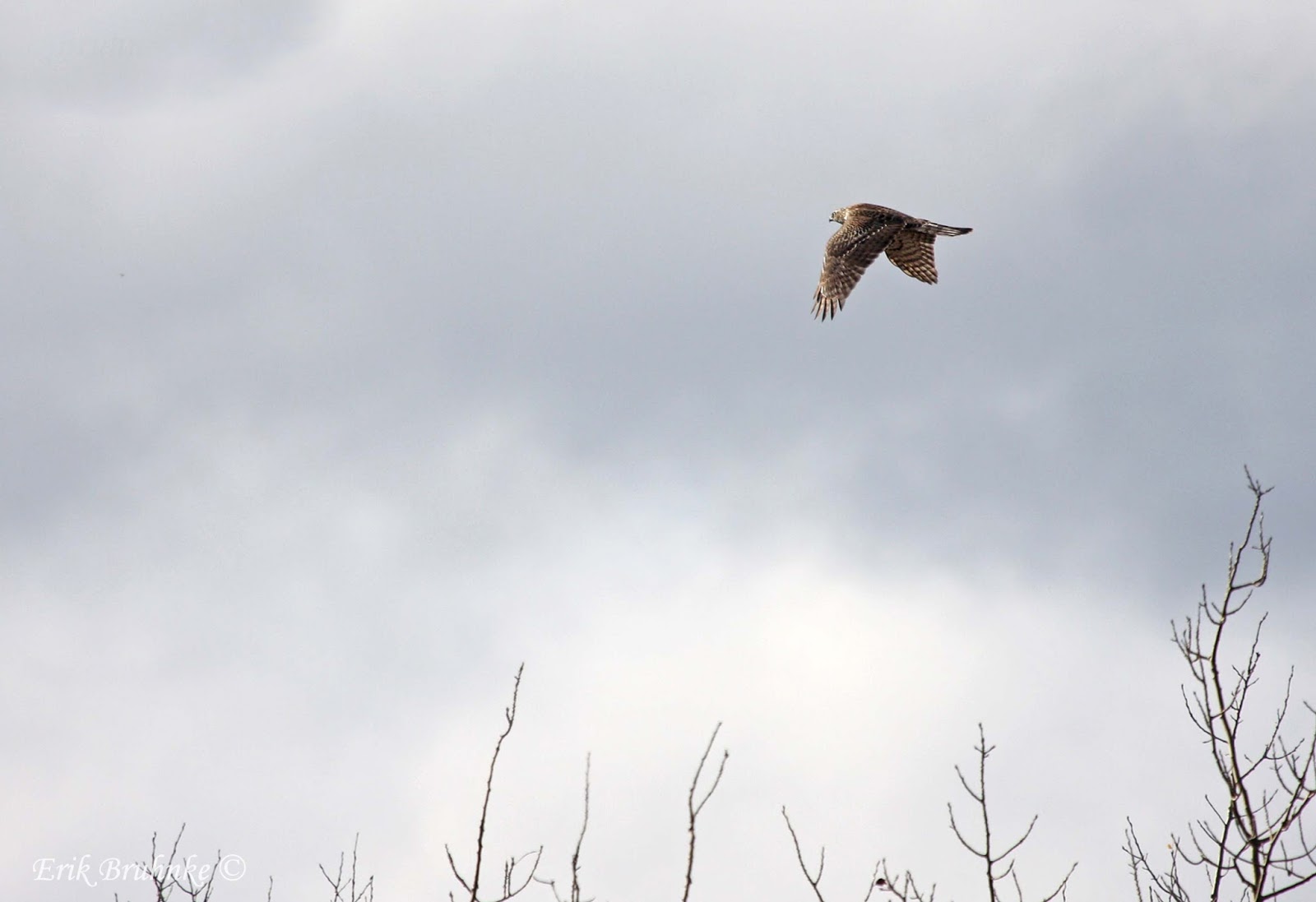 Hawk Ridge Blog: Mid-September Migration