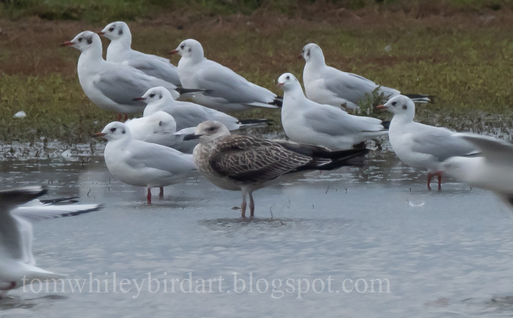 TropicBirdArt Blog from Holt: 20211008,19 Baltic Gull, Cley Marshes pre ...
