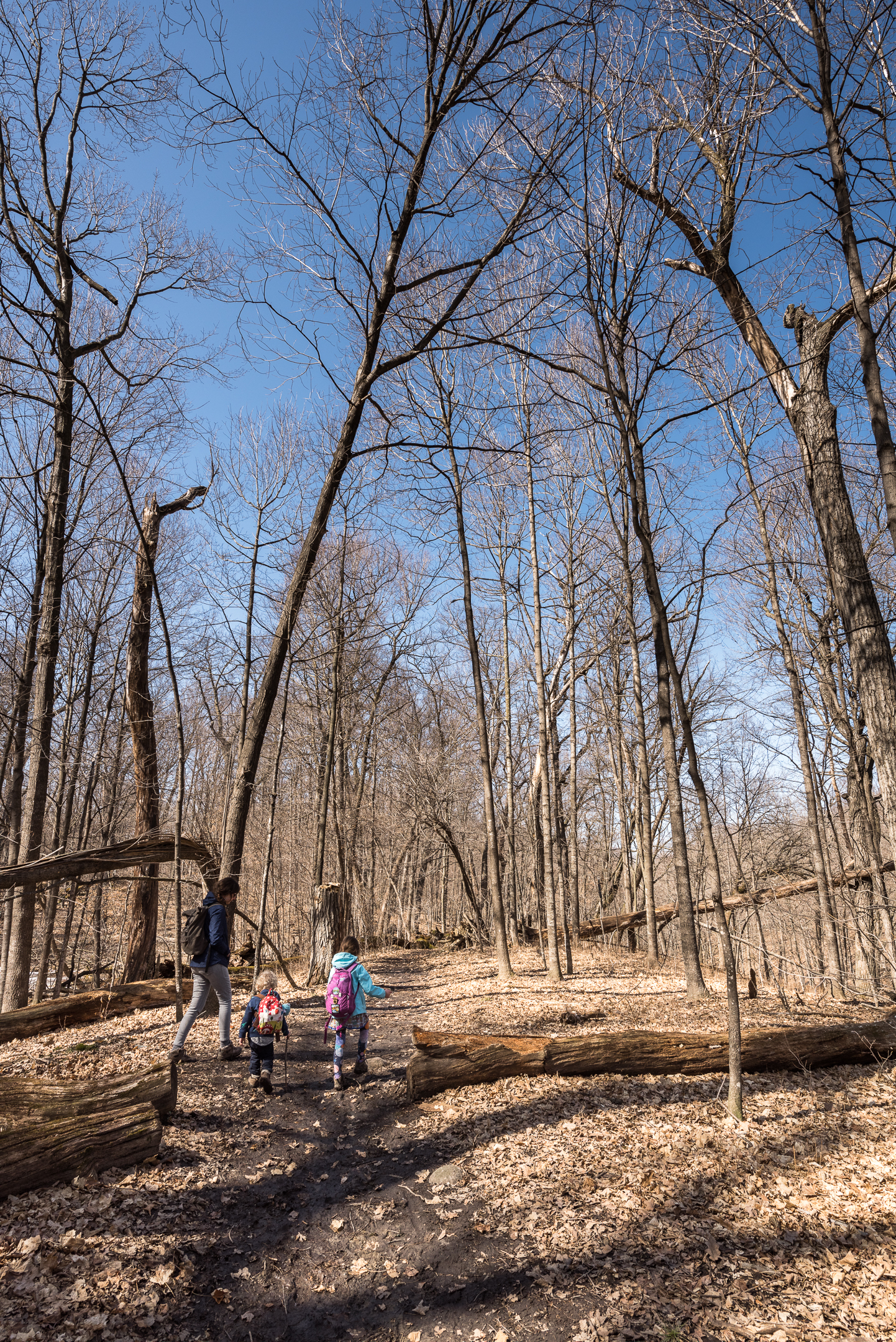 The Biggest Maple Tree in Minnesota