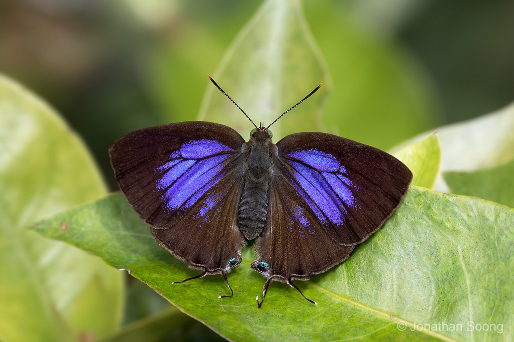 Butterflies of Singapore: Singapore's Royalty - Part 1
