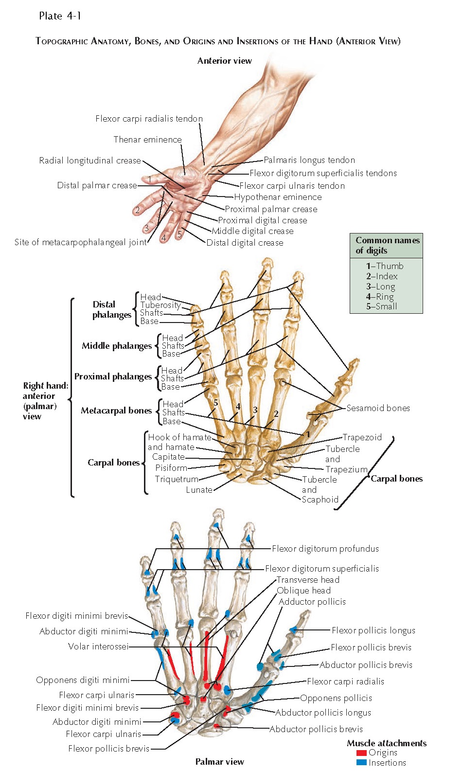BONES OF THE HAND - pediagenosis