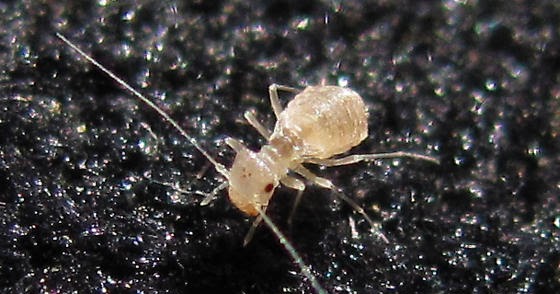 Variety of Life: Psocathropetae