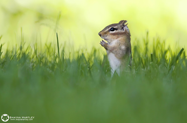 Life Underground: The Secret Life of Chipmunks | Nature Notes Blog