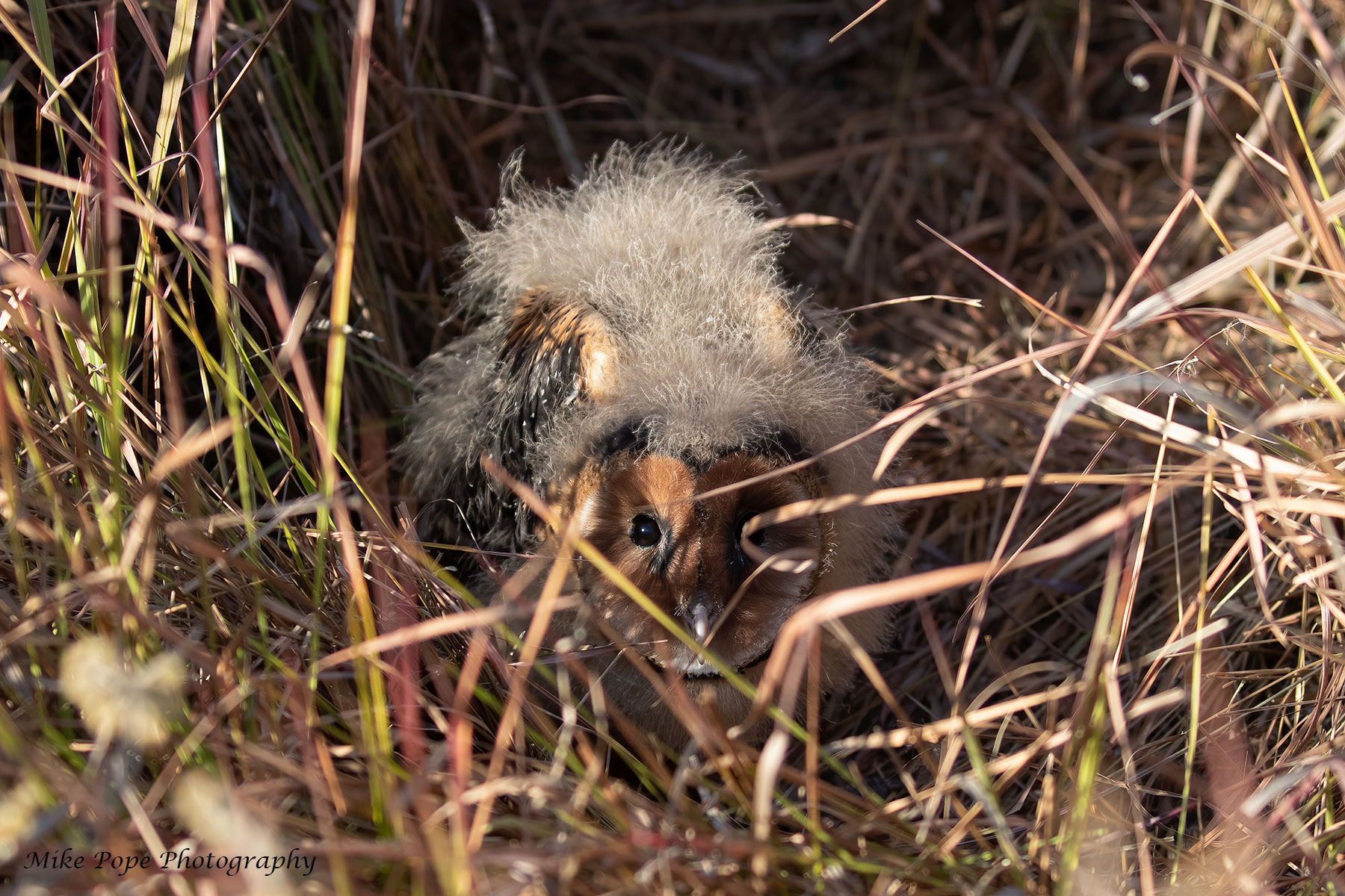 Birding | Photography | Adventure: GECKO; African Grass Owl's