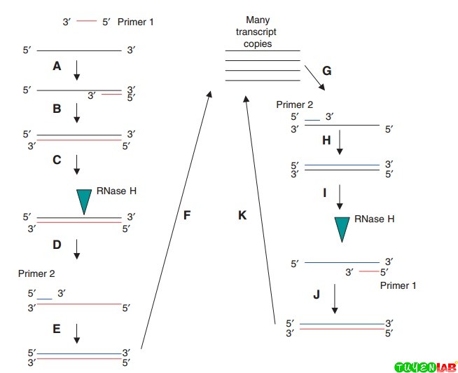 [Microbiology] Atlas about Applications of Molecular Diagnostics | Free ...