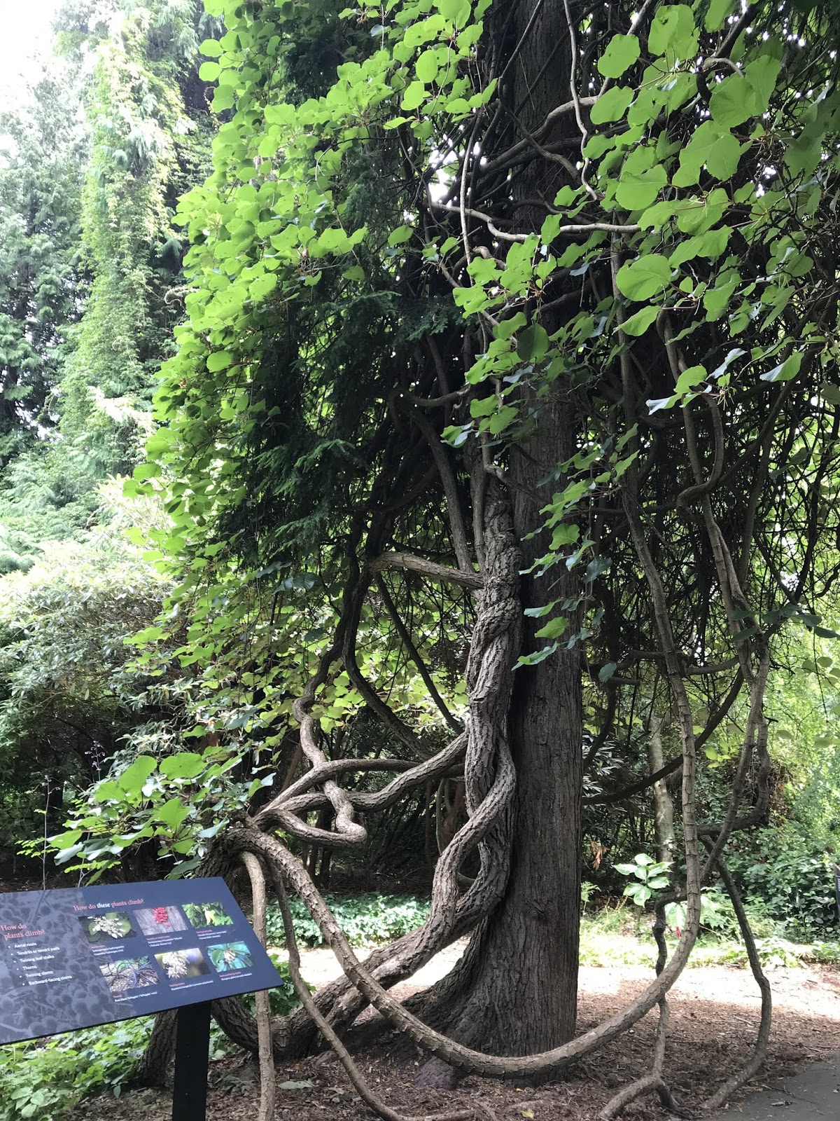 Tree Walk at UBC Botanical Garden - Vancouver - chichicho~