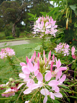 Spider Flower - Rose Queen - Cleome | SL Flora