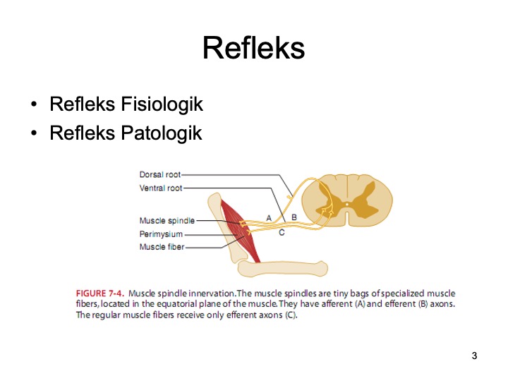 Pemeriksaan Refleks: FK semester 1