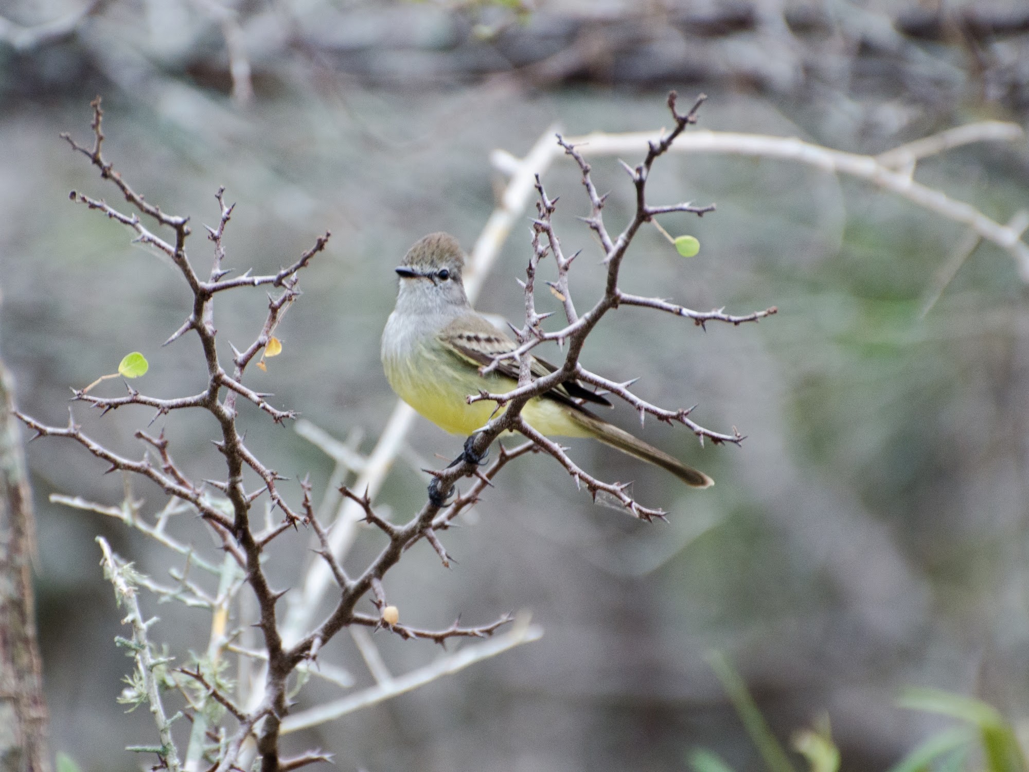 Norfolk County Naturalist