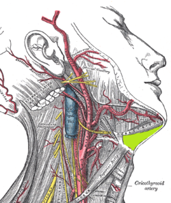Fascial Spaces of the Head and Neck