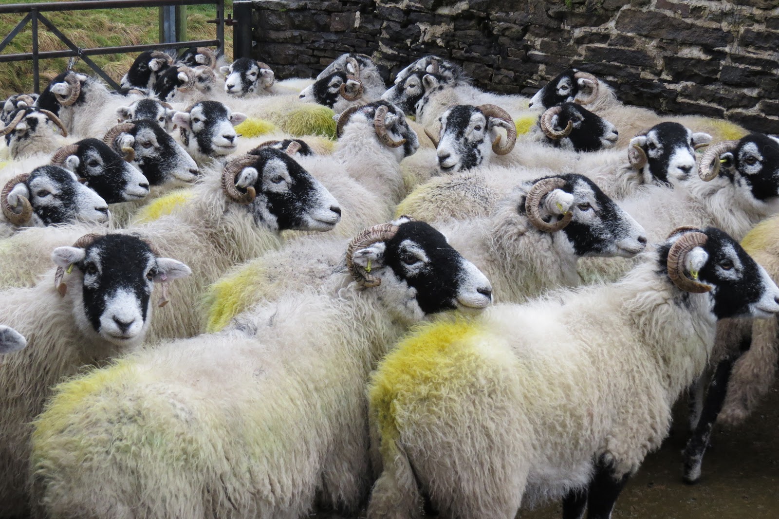 Pry House Farm www.upperswaledaleholidays.co.uk: Dipping Sheep