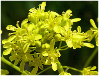 Alizay, son histoire ~ A la recherche des temps perdus