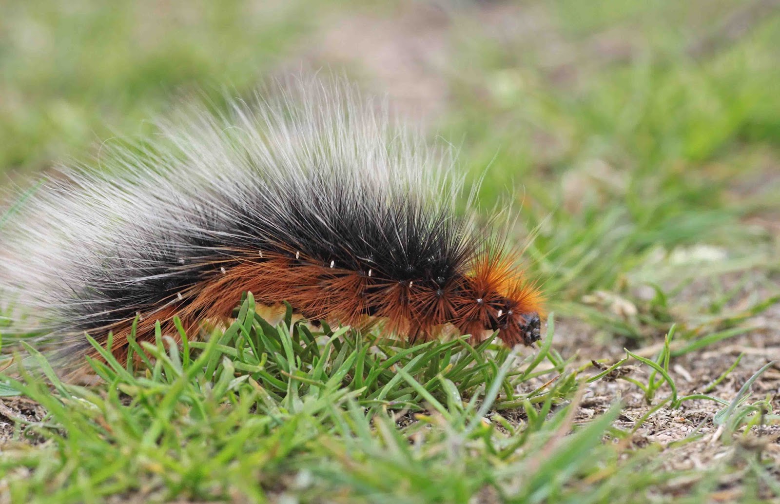 DOMMELVOS NATUURFOTOGRAFIE: Fochteloërveen 2