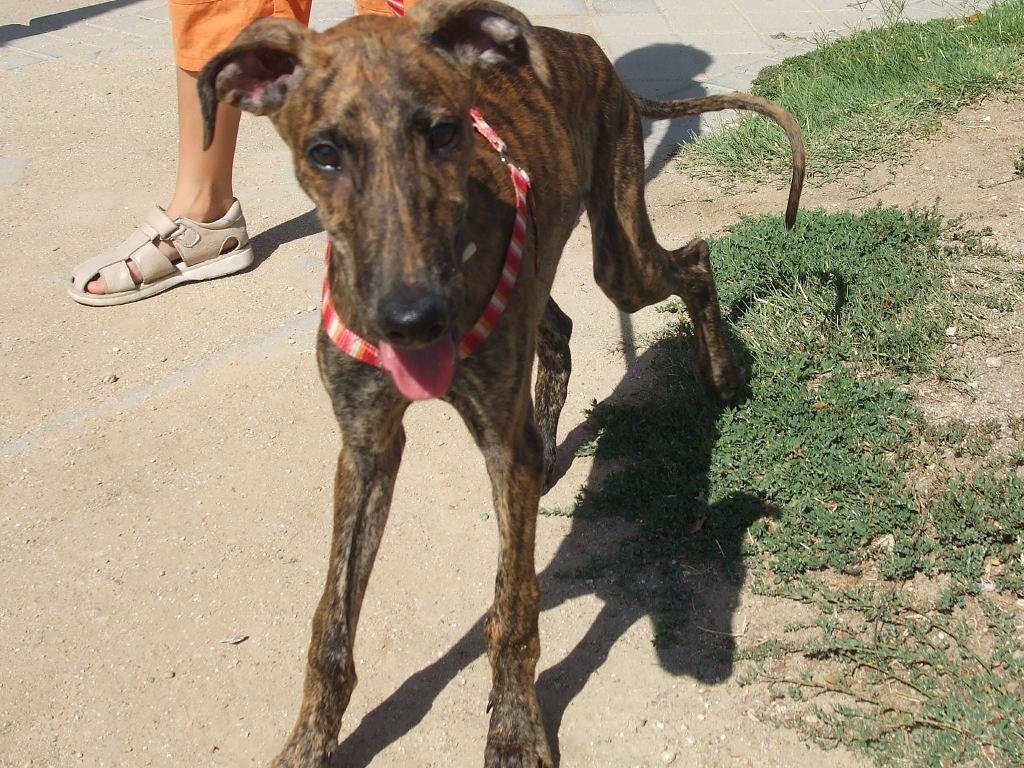 Fotos De Cachorros De Galgos