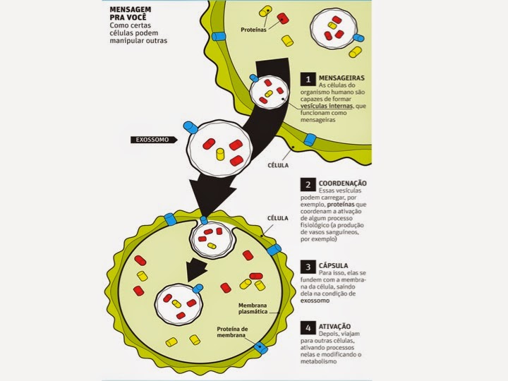 Microvesículas, exossomos & Cia: Estudo revela mecanismo que faz câncer ...