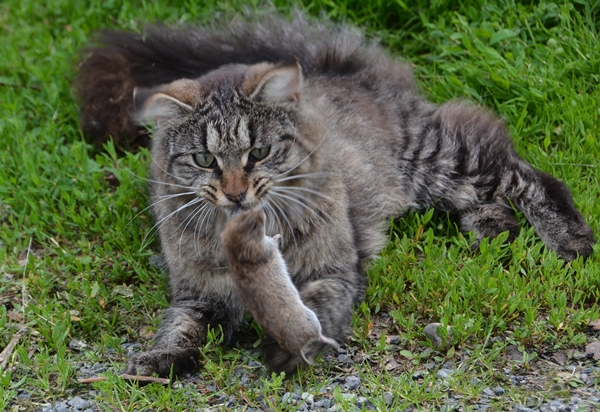 Sognafaret: Lurven musejeger