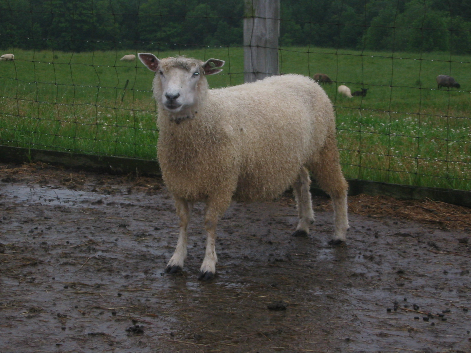 Knee Deep in Sheep: Soggy Sheep