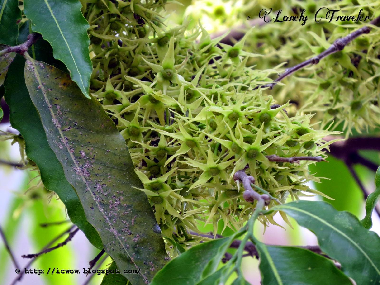 Debdaru ful (দেবদারু ফুল) - Polyalthia longifolia