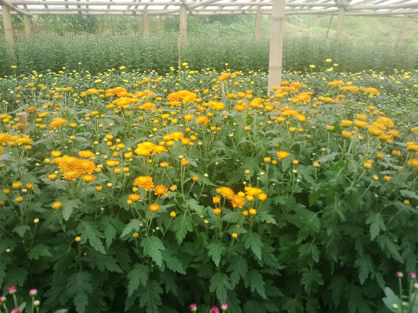 SALSABILA FLOWERS: TOKO BUNGA SALSABILA FLOWERS