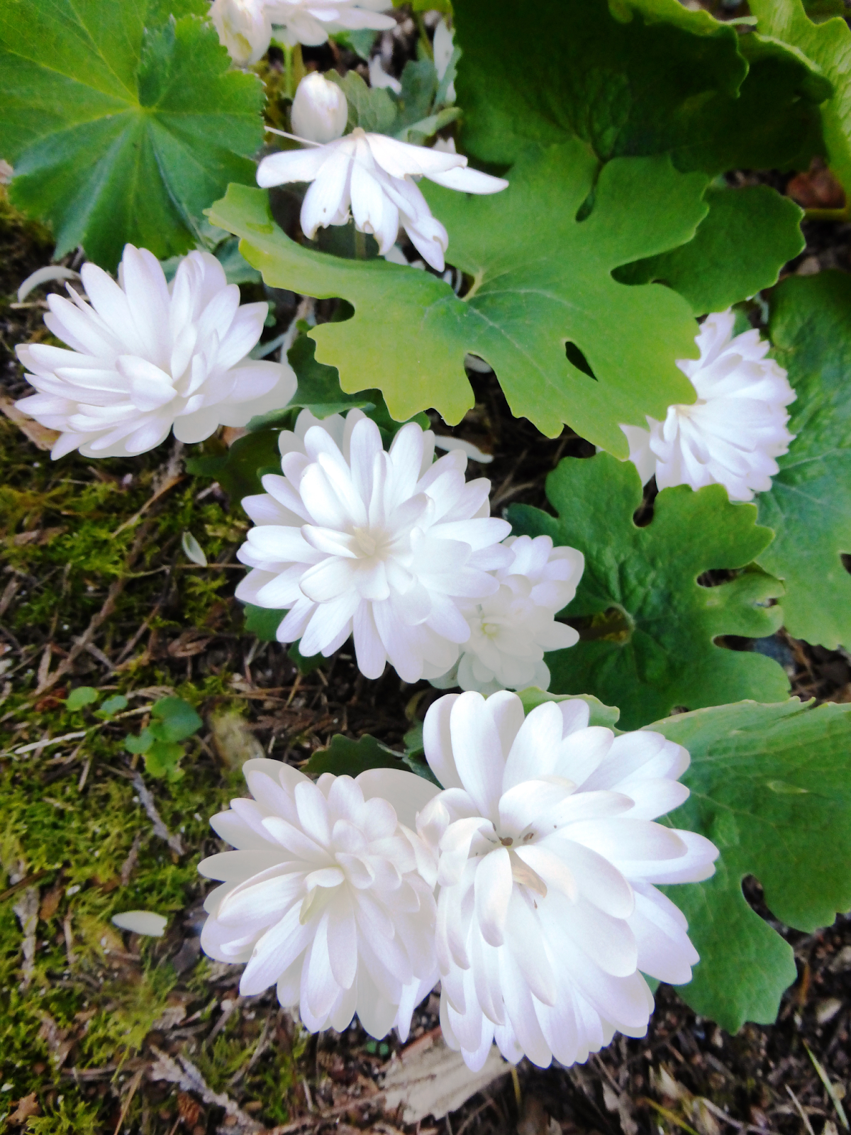 Shoreline Area News: April 2015