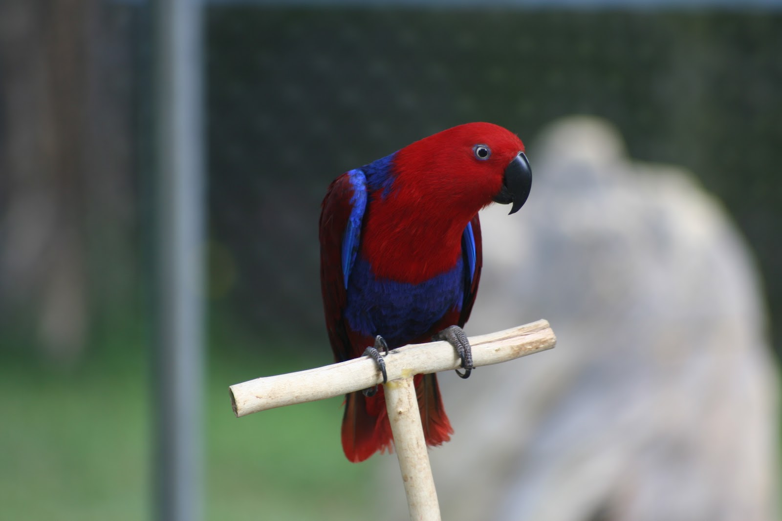 Eclectus Parrot Lifespan
