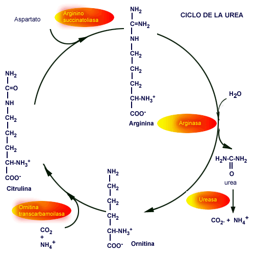 diario: DIARIO DE BIOQUIMICA