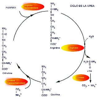 diario: DIARIO DE BIOQUIMICA