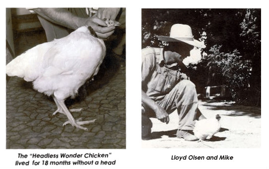 Curiouspoints: A true story of a Headless chicken