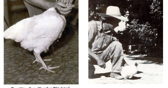 Curiouspoints: A true story of a Headless chicken