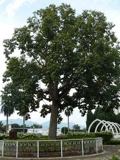 cavingliz non-cave albums: The death of Ipoh's Ipoh tree