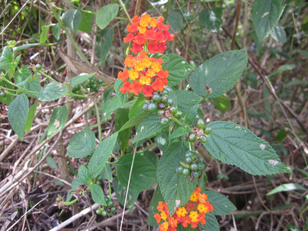 Lantana (Kongini Poovu) | KERALA NATURE AND AYURVEDA