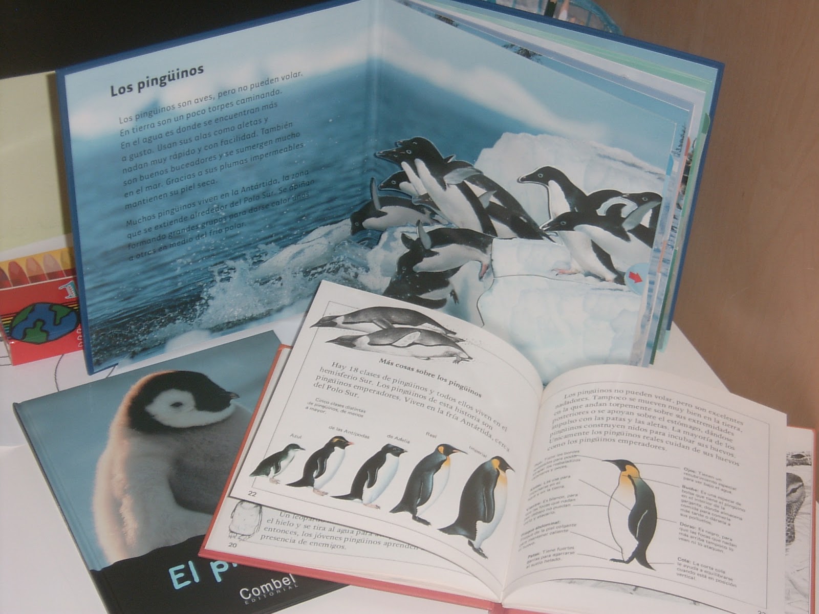 ¿Y POR QUÉ?: Ya sabemos más sobre los pingüinos