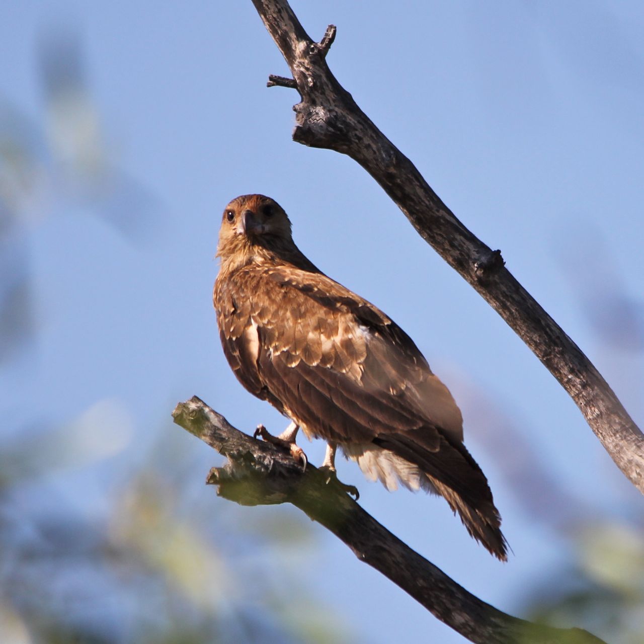 Pete's Flap Birding Aus: Mataranka birds