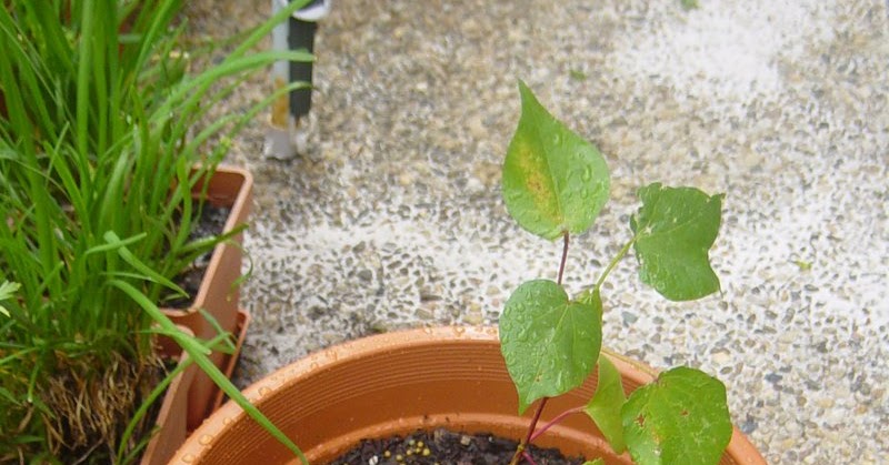 Flushed with Rosy Colour: 2 month old cotton sprout