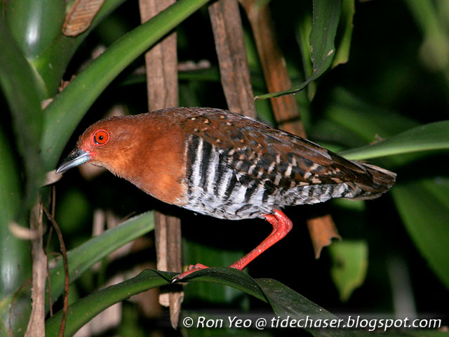 tHE tiDE cHAsER: Rails & Crakes (Phylum Chordata: Order Gruiformes) of ...