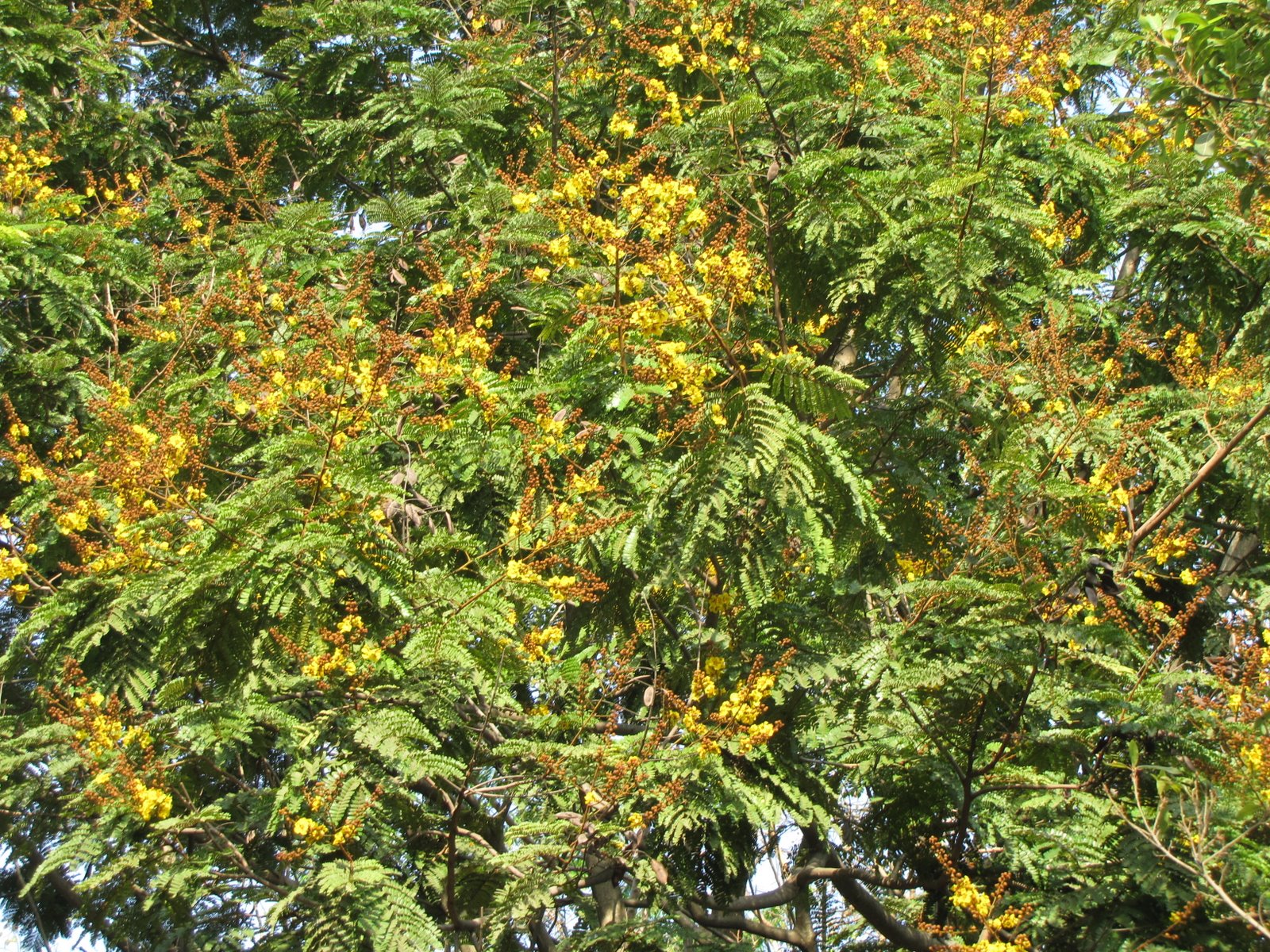 Hallucinations!: Jacaranda, Pongamia, Copperpod and Gulmohar