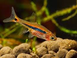 Finatics Tropical Fish : June 2014