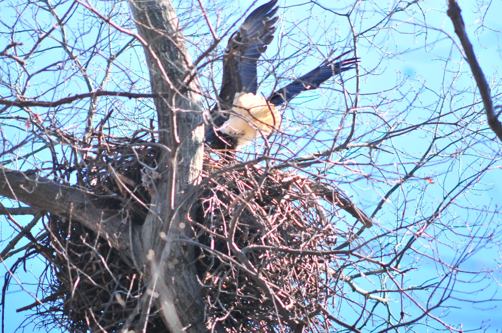 Wildlife photography: Morningside Eagles Nesting Pair