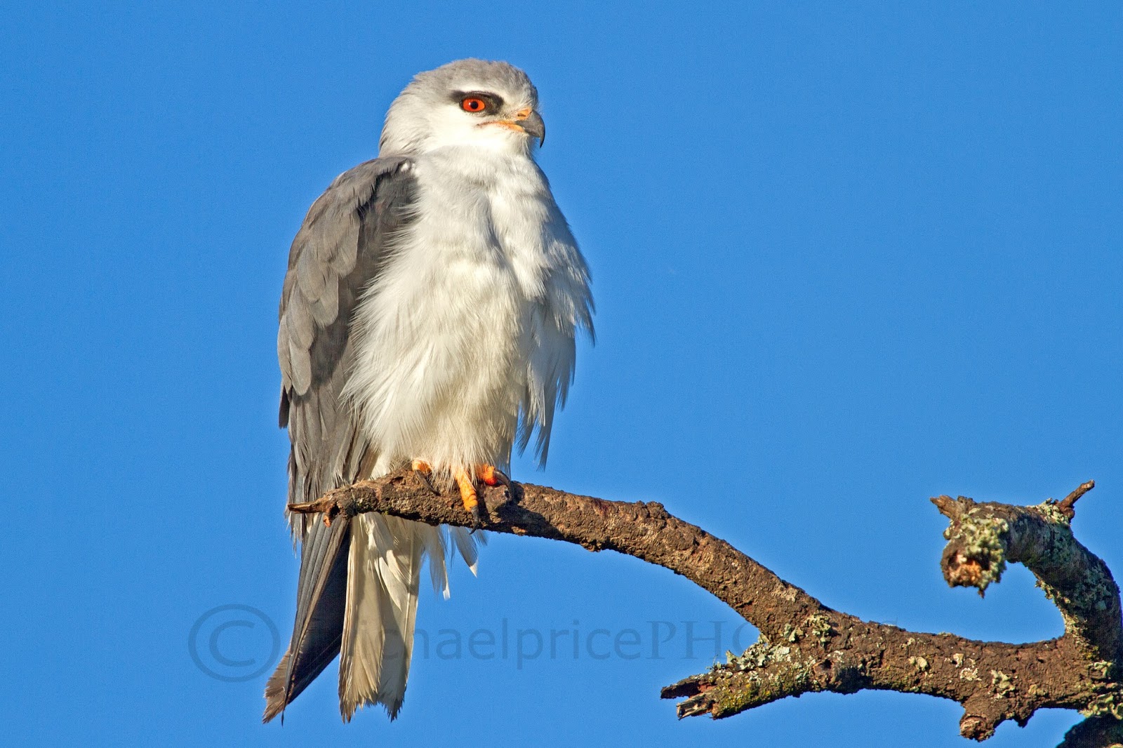 Five Star Lodge in the Addo Elephant National Park: Birds seen in