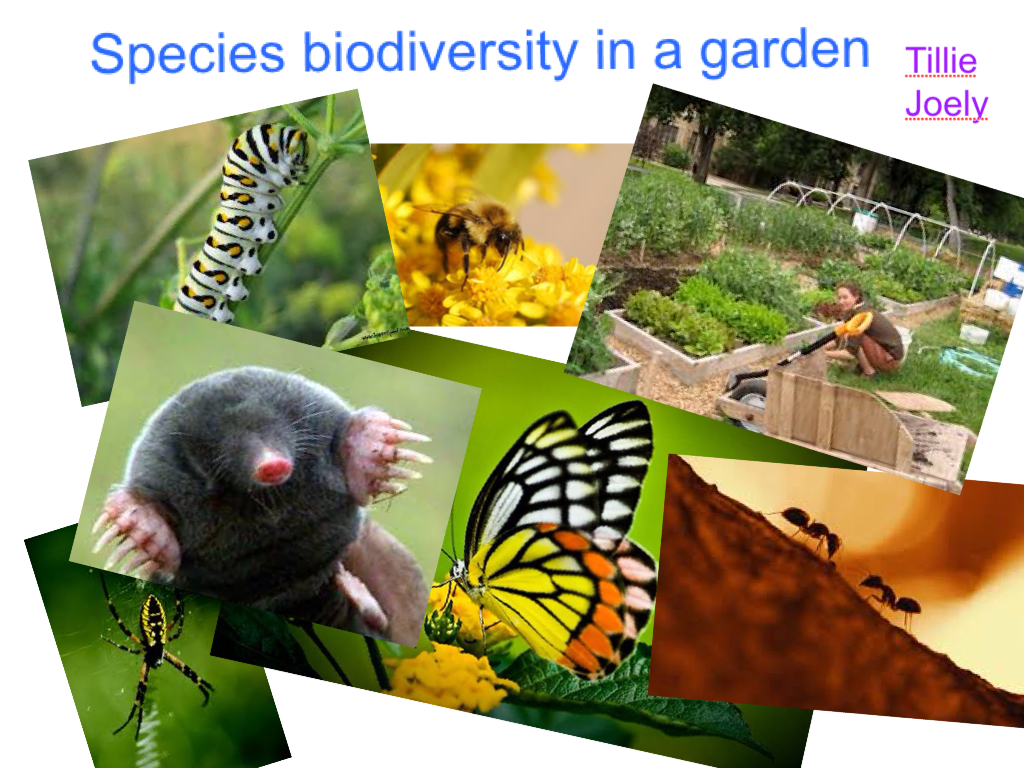 biodiversity: Explain everything 5th hour: Species diversity in a ...