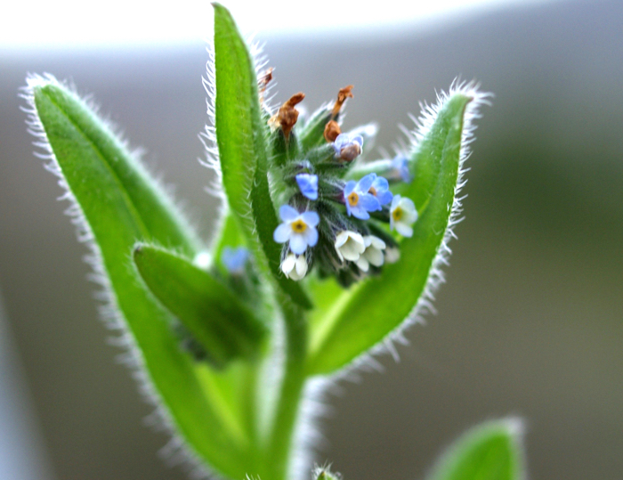 MYOSOTIS, MIOSOTIS O NOMEOLVIDES. Flores silvestres diminutas pero muy ...