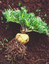 BEST BRAND BIZ: Caverflo Coffee