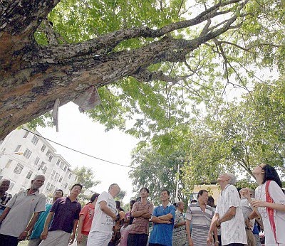 Mystique Earth: Holy water from trees...